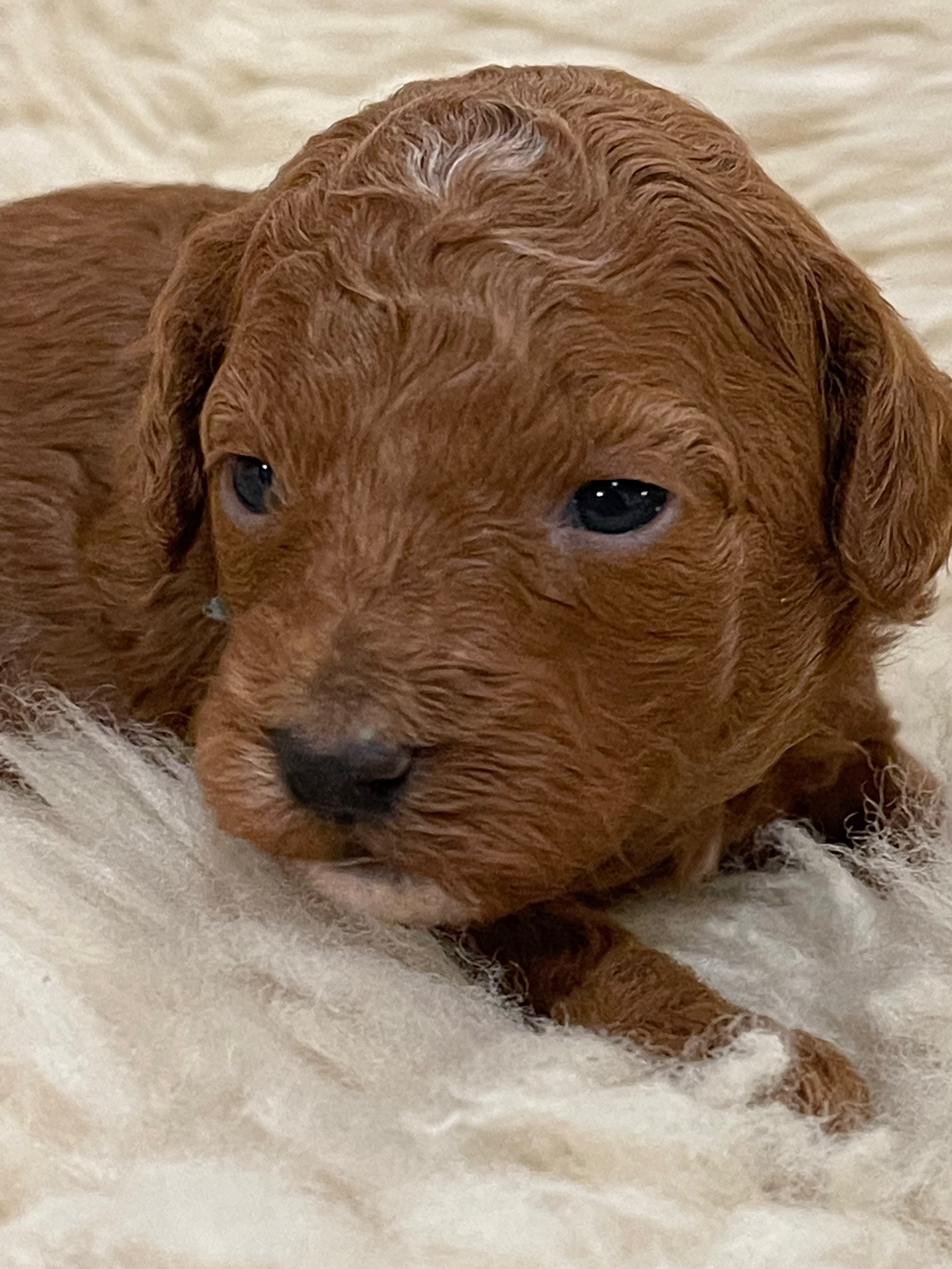 Cozy x Reddi Rocket = six adorable red poodle puppies | Perfection Poodles