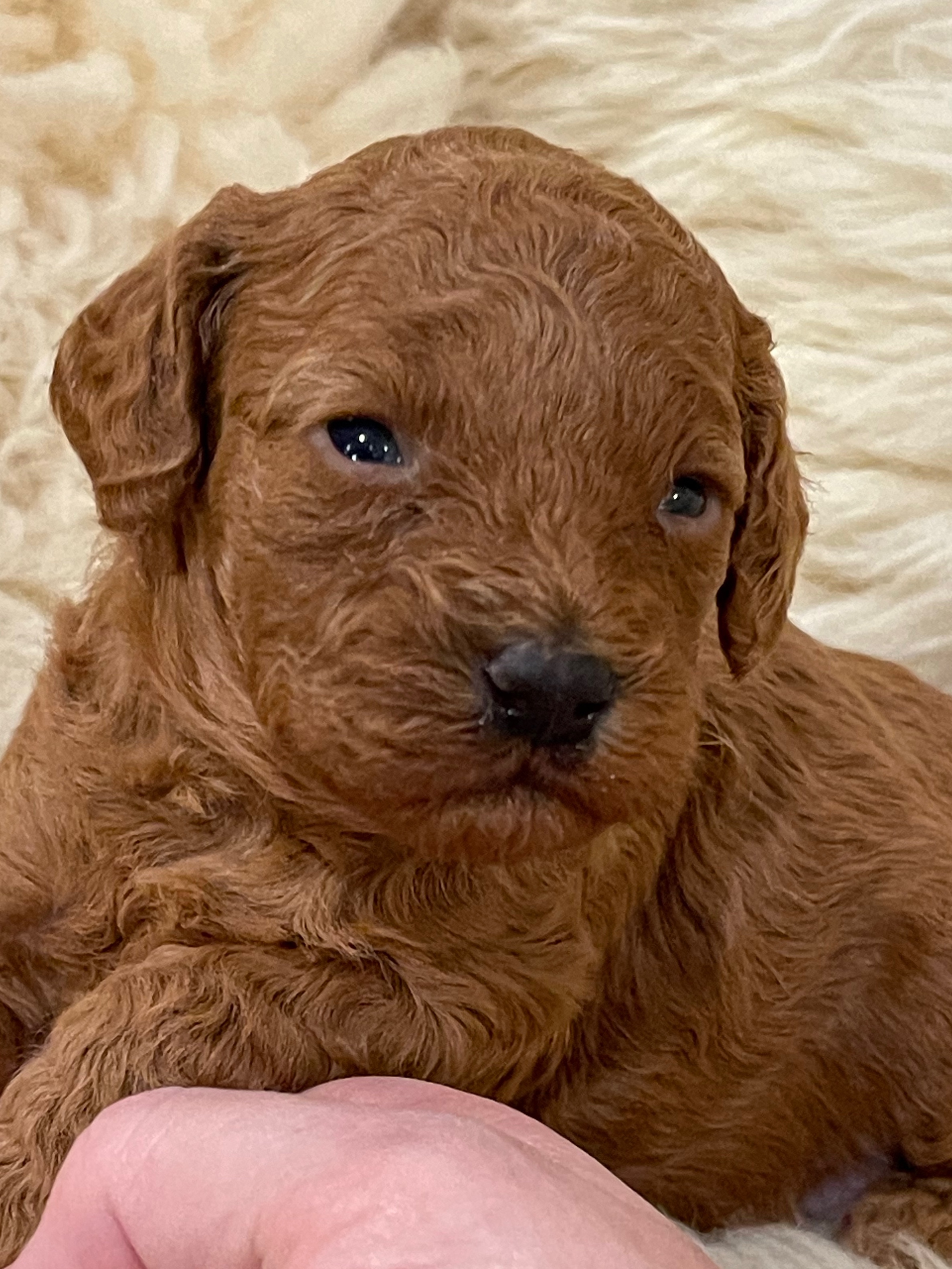 Cozy x Reddi Rocket = six adorable red poodle puppies | Perfection Poodles