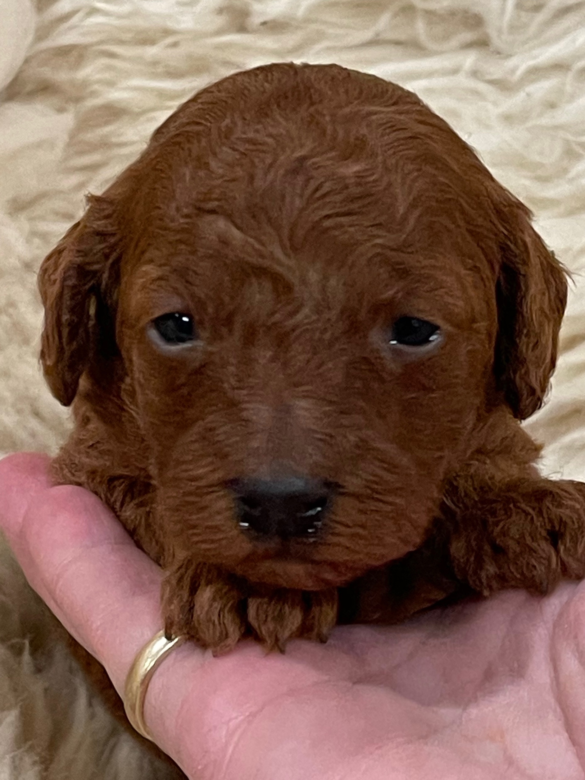 Cozy x Reddi Rocket = six adorable red poodle puppies | Perfection Poodles