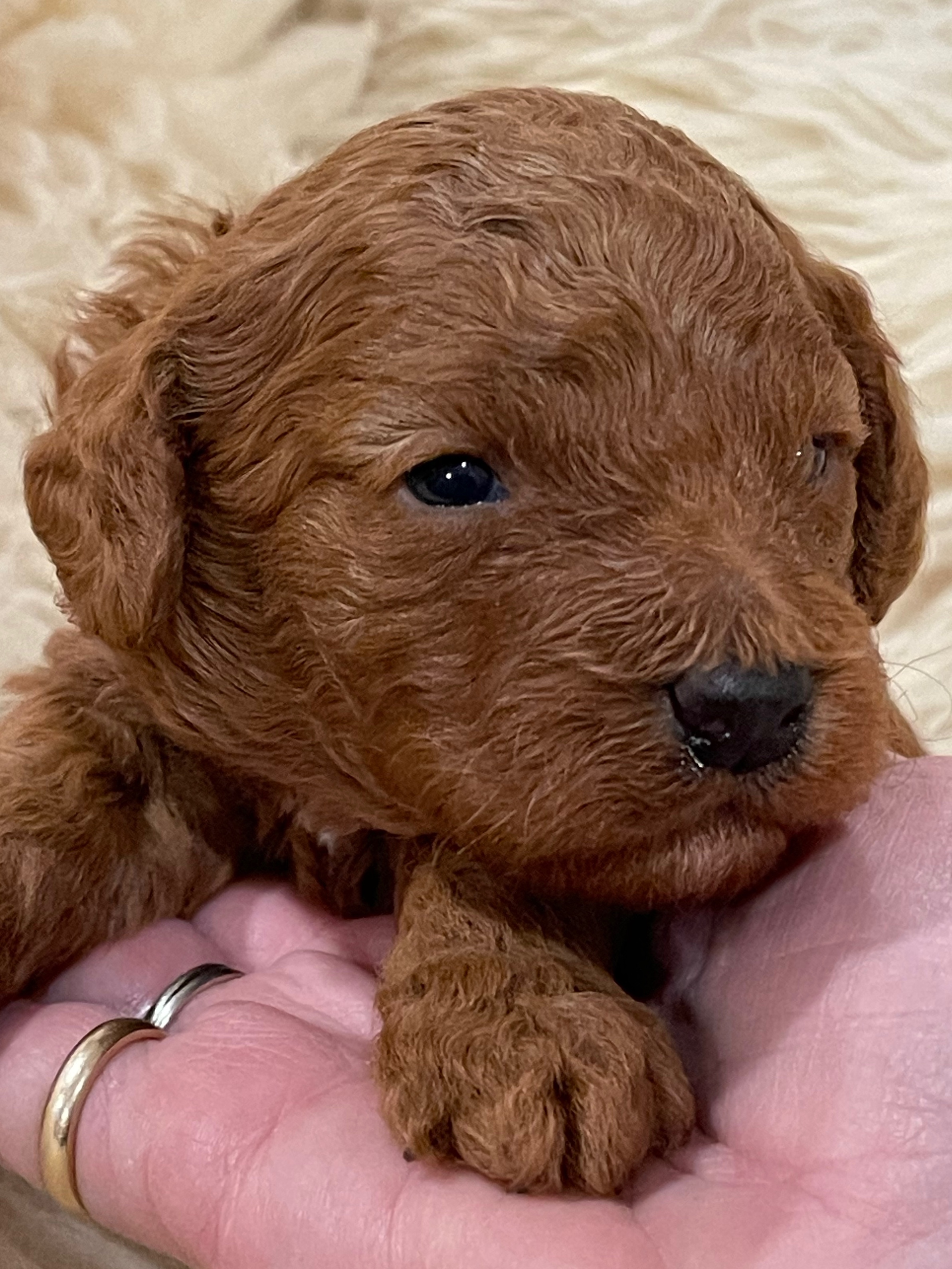 Cozy x Reddi Rocket = six adorable red poodle puppies | Perfection Poodles