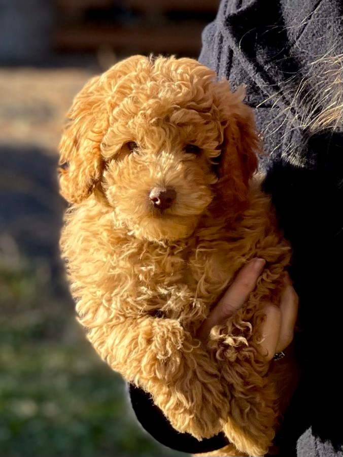 meet the puppies | Perfection Poodles