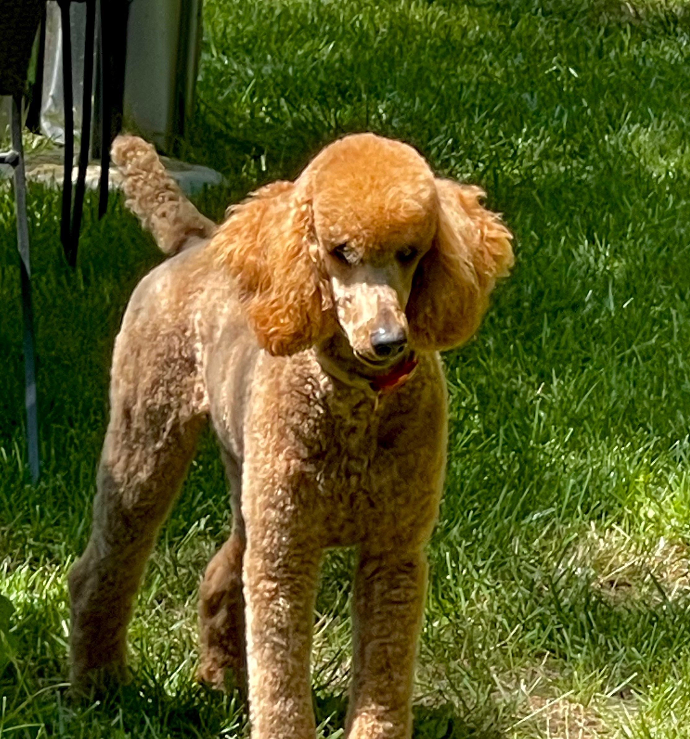 meet the puppies | Perfection Poodles