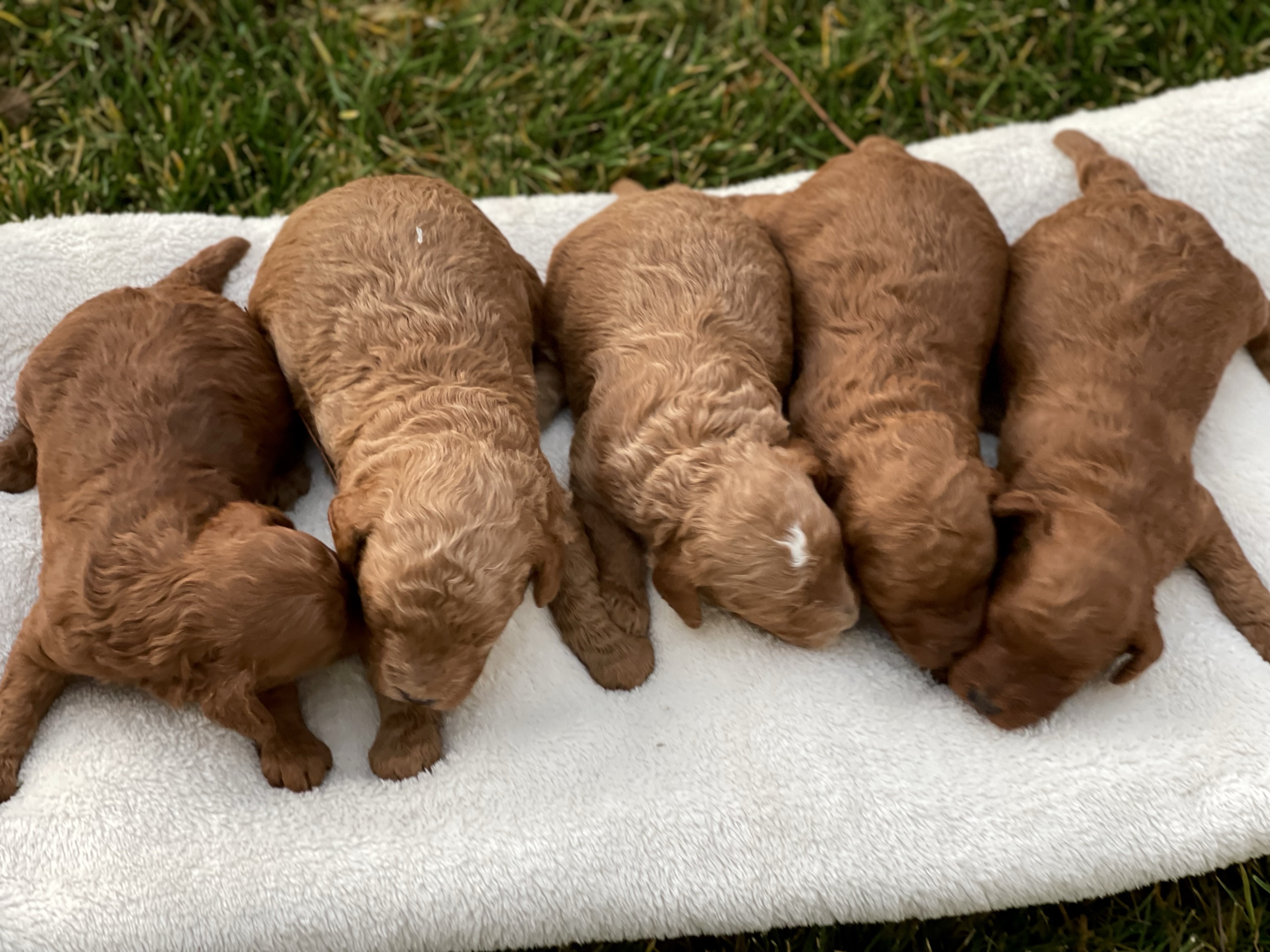 Introducing Hazel’s new AKC Red Miniature Poodle Puppies, born just ...