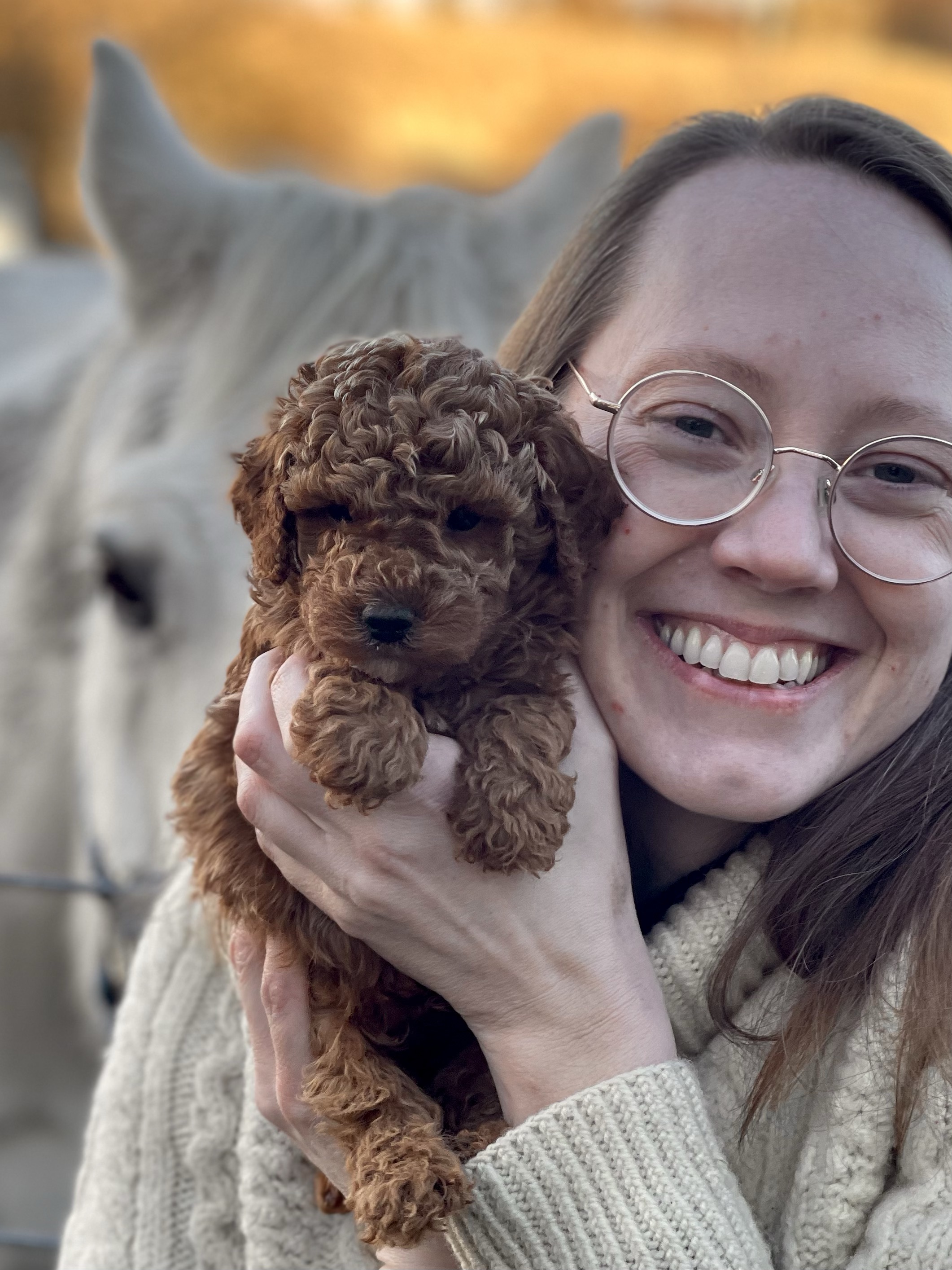 Perfection Poodles | poodle puppies in the inland northwest