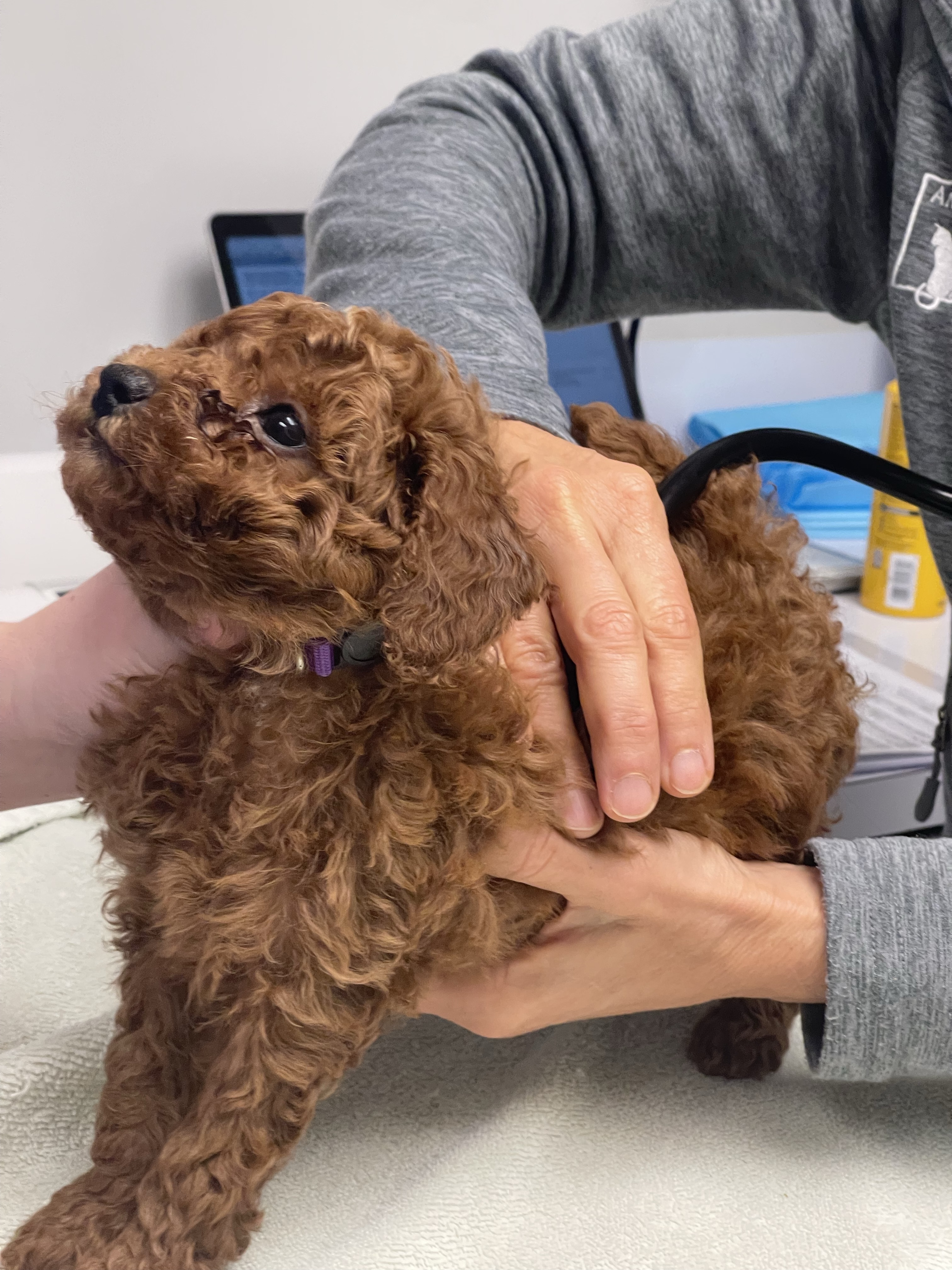 (All now adopted) Red AKC Miniature poodle puppies this fall! Hazel ...